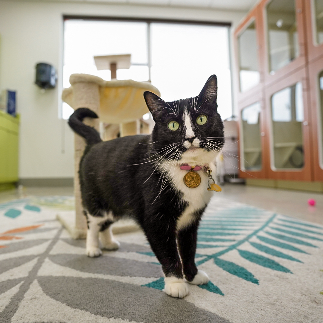 Rhody Pet Resort – Rhode Island's Premiere Luxury Pet Resort