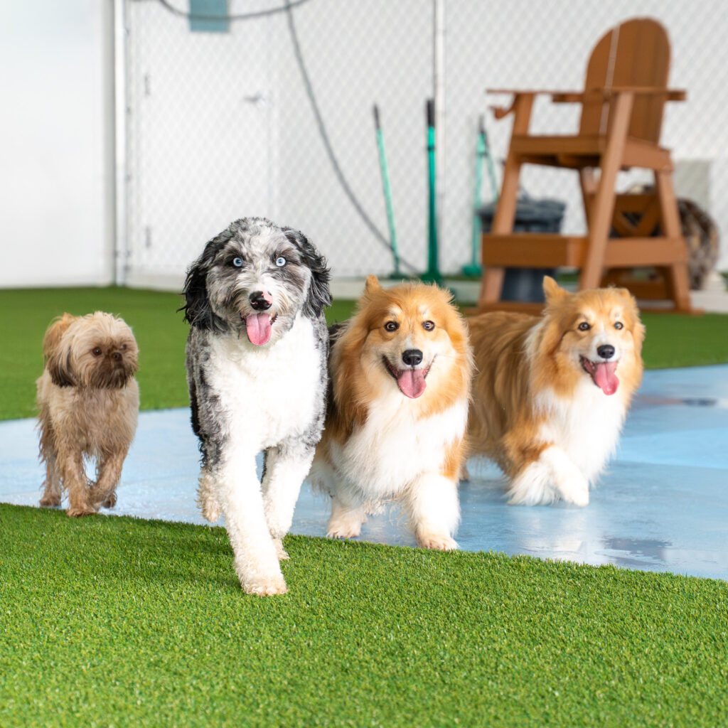 Rhody Pet Resort – Rhode Island's Premiere Luxury Pet Resort