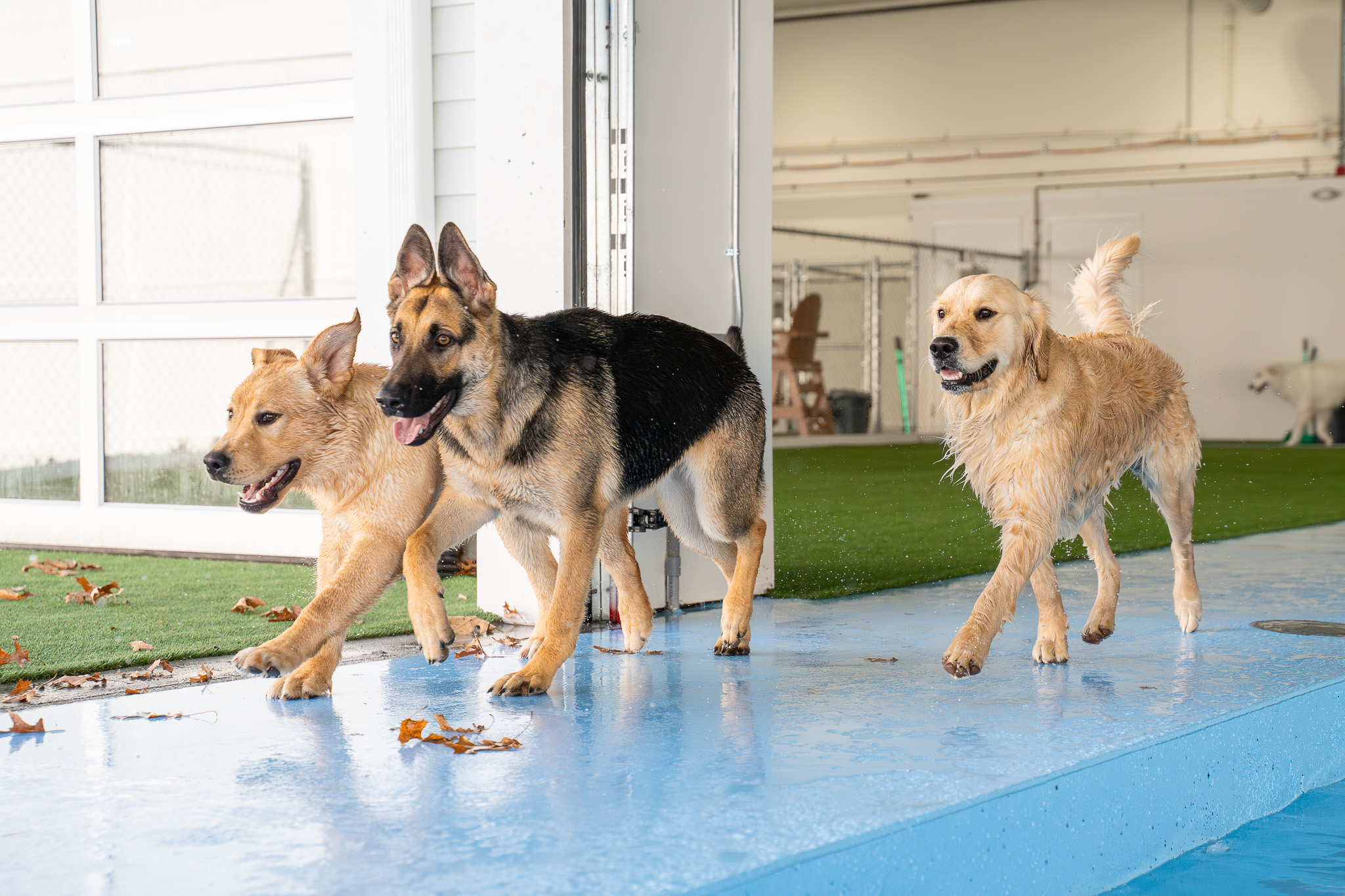 Rhody Pet Resort – Rhode Island's Premiere Luxury Pet Resort